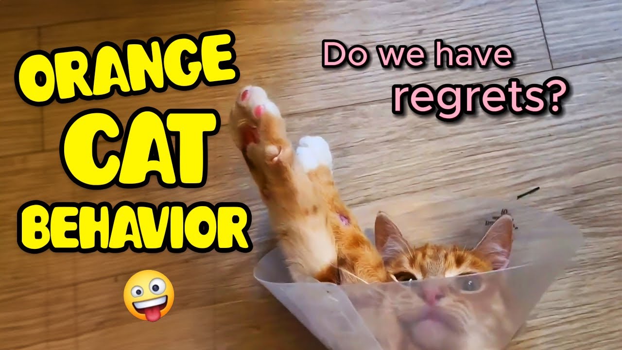Orange Cat Behavior - Talking Cat edition - Manic Pixie Cat Lady Reels and Shorts - YouTube