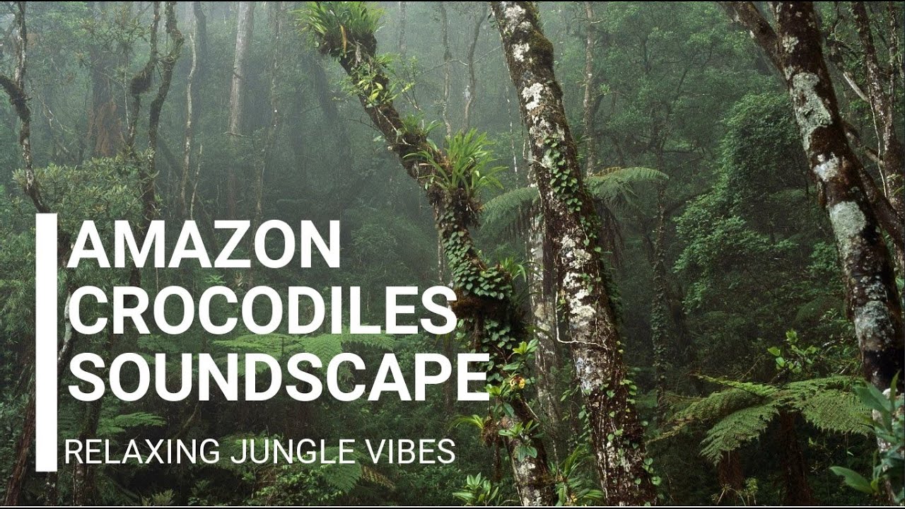 Amazon Crocodile Soundscape - Relaxing Jungle Vibes - YouTube