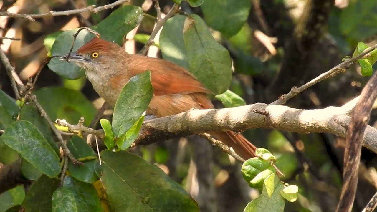 GREATER THORNBIRD Was sad the female was not interested in the gift ...