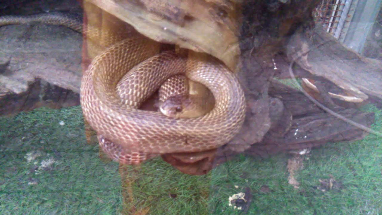 Snake cow in Cambodia - The poisonous snake - Snake serpent - Cambodia ...