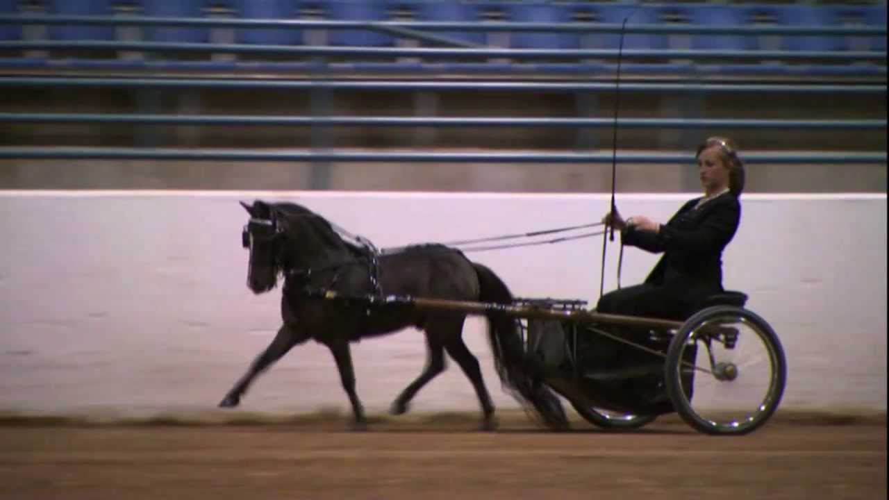 Miniature Horse Driving - YouTube