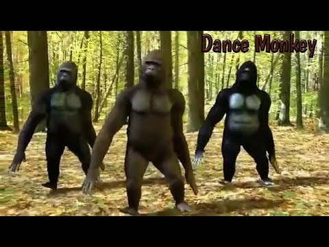 Gorillas Dancing On Tones and I Dance-Monkey. - YouTube