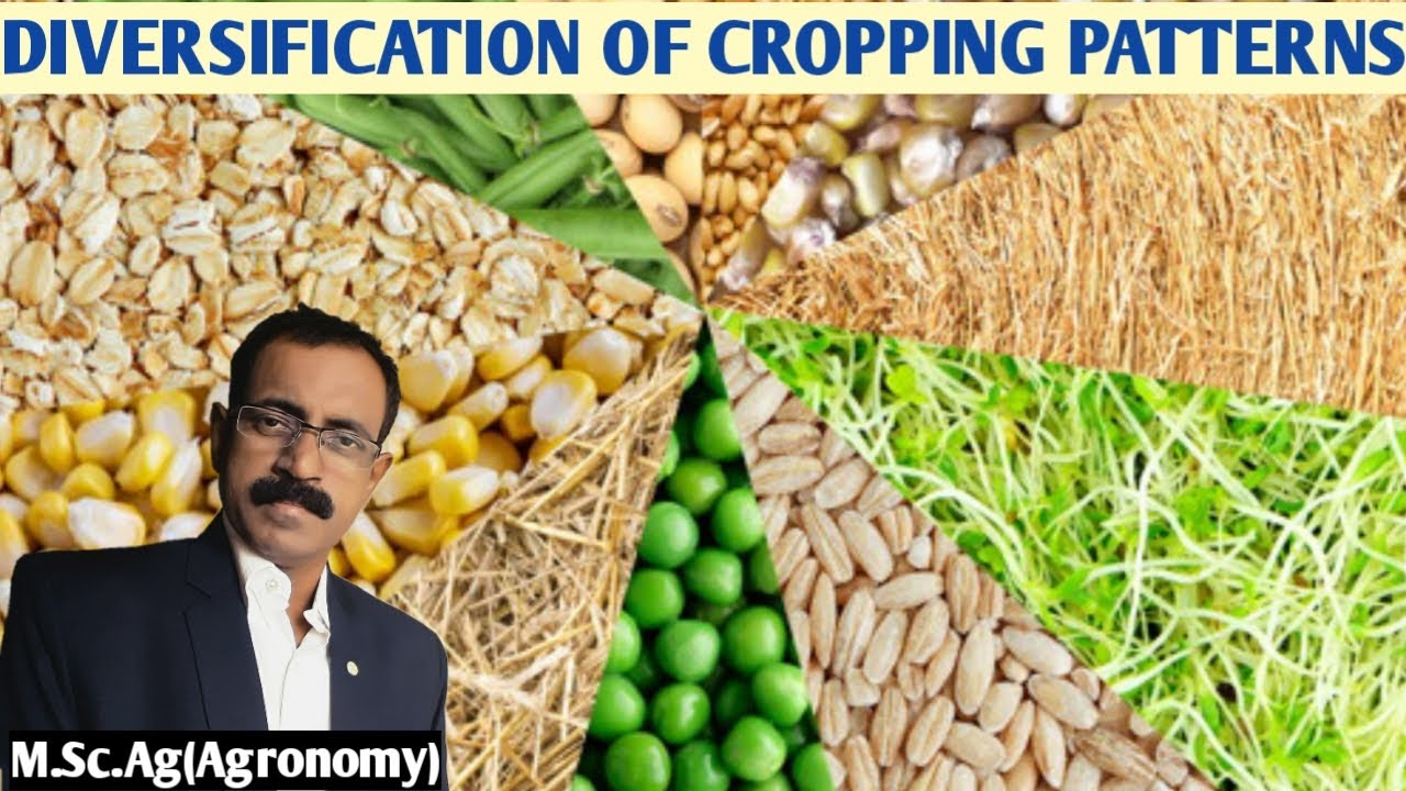 DIVERSIFICATION OF CROPPING PATTERNS - YouTube