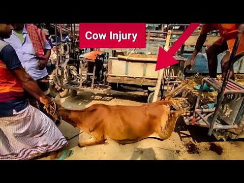 Cow injured popular cow market | mom cow unloading time injury | injury ...