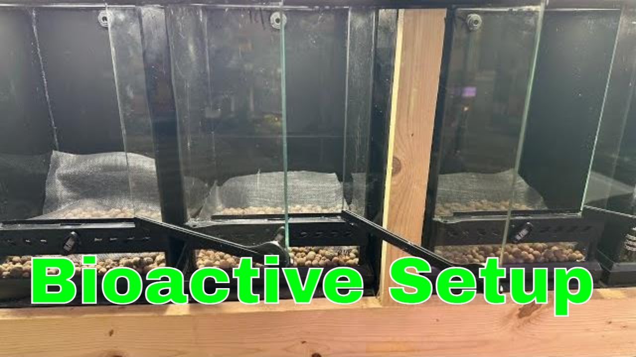 Creating Your Own Jungle Paradise: Tropical Bioactive Setups Made Easy! - YouTube