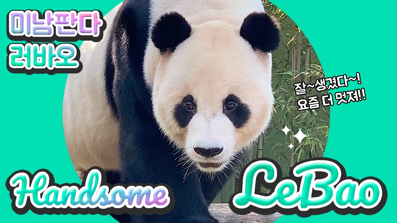 미남판다 러바오 I Handsome Panda LeBao - YouTube