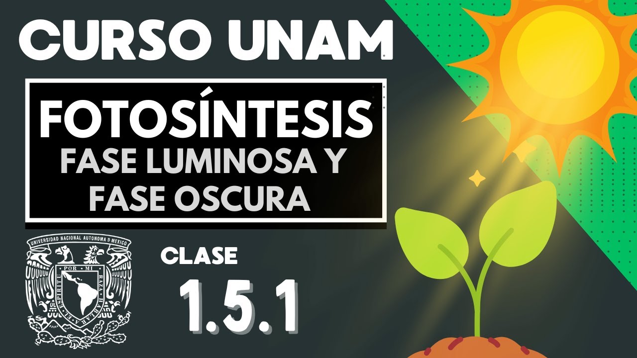 Dominando La Biología De Las Reacciones Luminosas De La Fotosíntesis