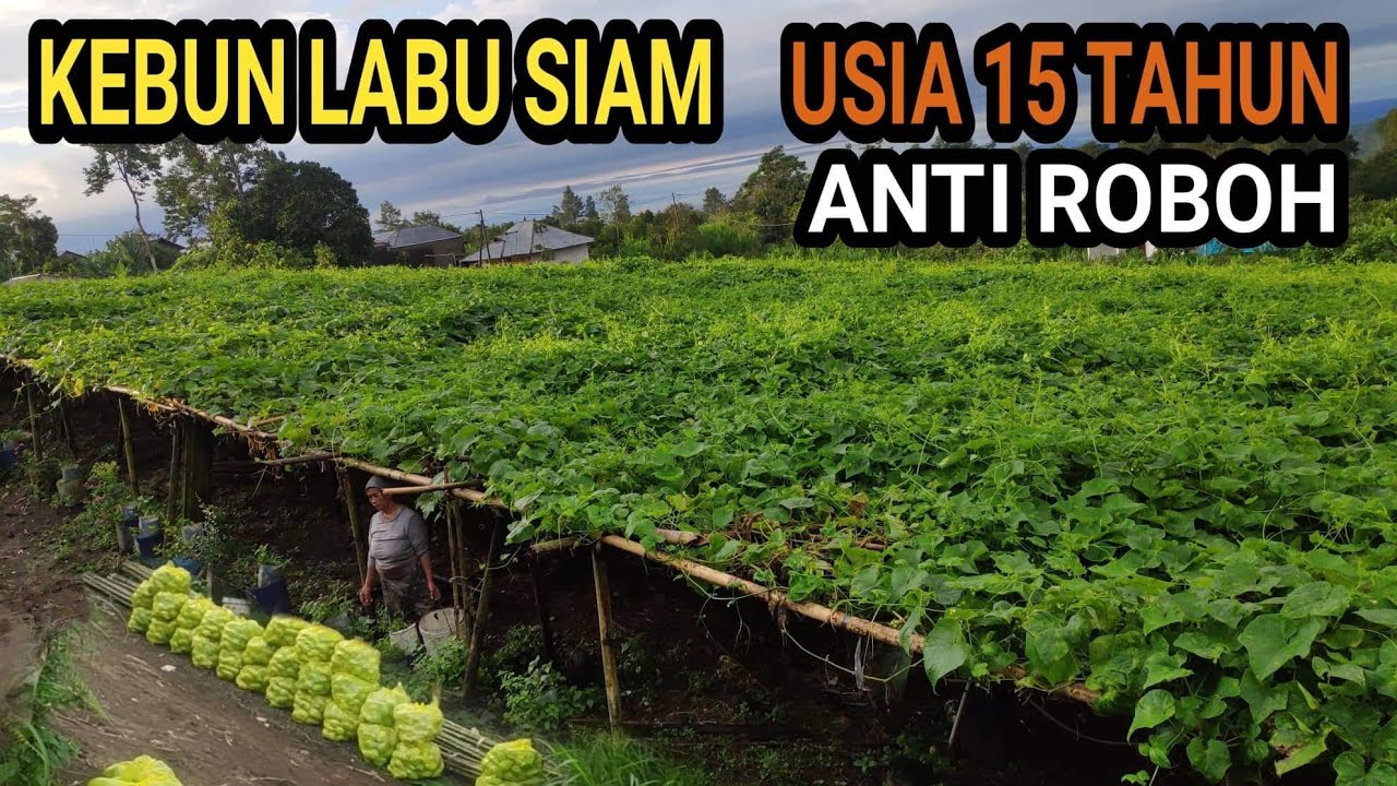 RAHASIA KEBUN LABU SIAM USIA 15 TAHUN ANTI ROBOH - YouTube