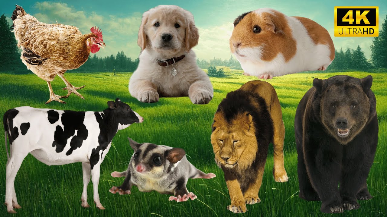 Wildlife Symphony: Cow, Chicken, Dog, Squirrel, Lion, Bear, Mouse ...