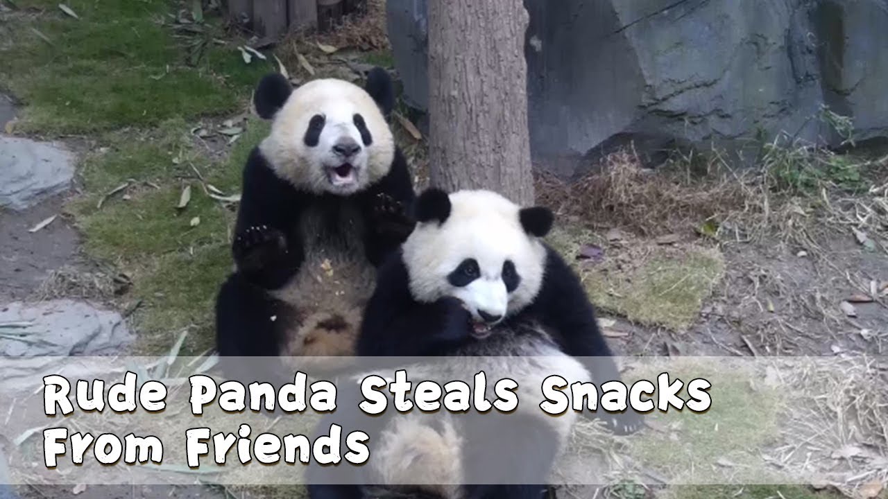 Rude Panda Steals Snacks From Friends | iPanda - YouTube