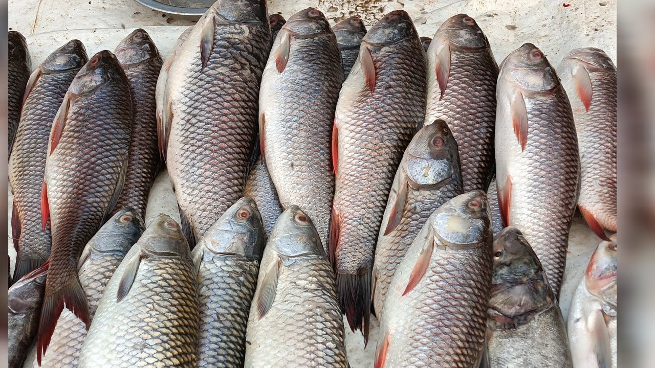 today's recipe is delicious rohu fish 🐠 with gobhi ☺️🤗😋#food # ...