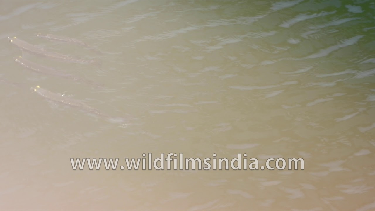 Fish swim against the flow of Chambal river - YouTube