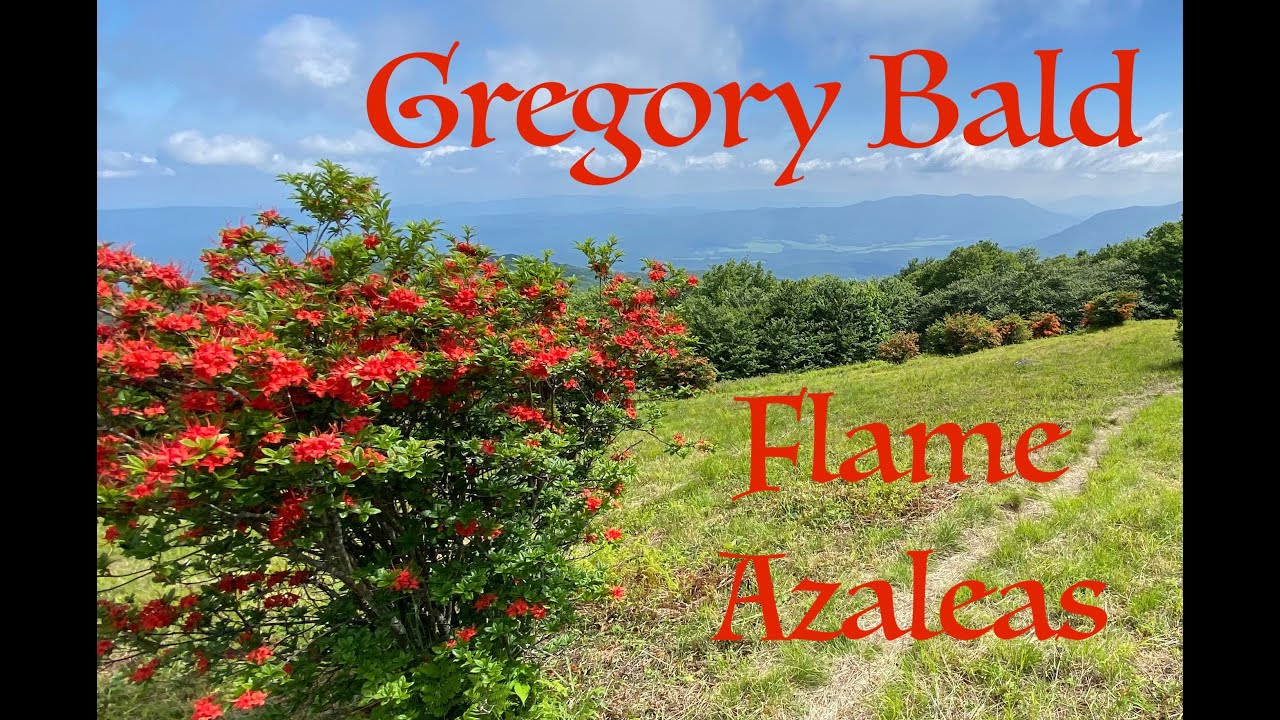 Gregory Bald's Blooming Azaleas - YouTube