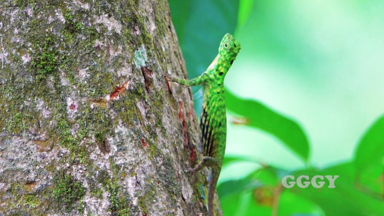 Green Flying Lizard - YouTube