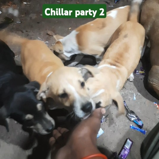 𝐜𝐡𝐢𝐥𝐥𝐚𝐫 𝐩𝐚𝐫𝐭𝐲 𝐩𝐫𝐭 𝟐 #song #music #dog #doglife #dogshorts #dogs # ...