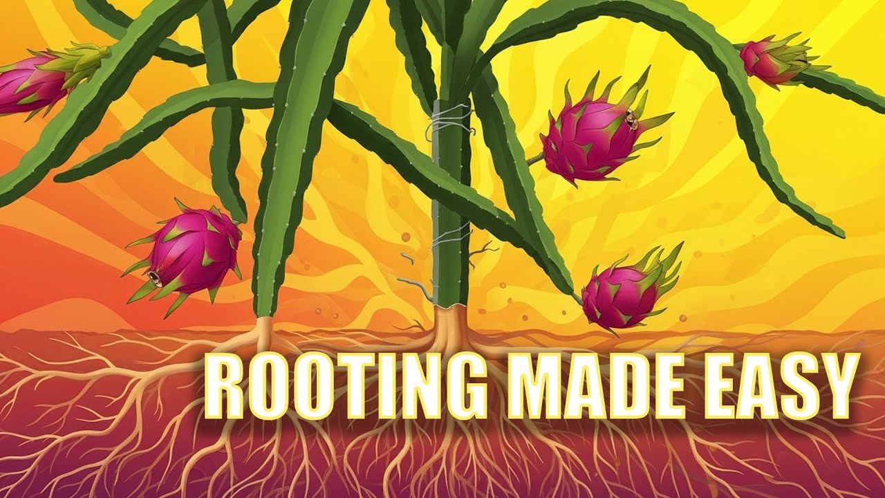 ROOTING DRAGON FRUIT with a SIMPLE SYSTEM / BIG BUDS / 50 YARD DF ...