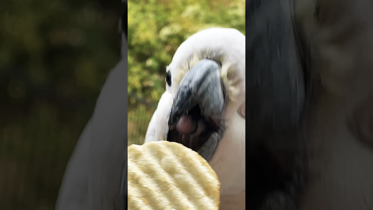 Funny Bird Biting - YouTube