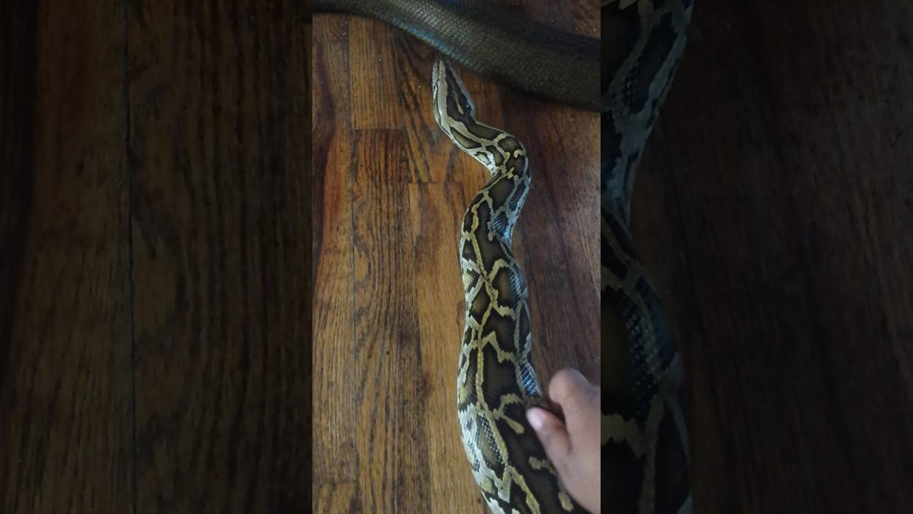 Snake.exe has glitched - YouTube