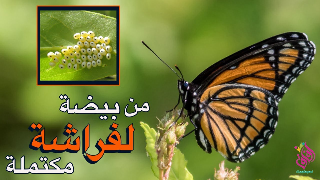 دورة حياة الفراشة مراحل نمو الفراشة بيضة يرقة شرنقة فراشة Youtube