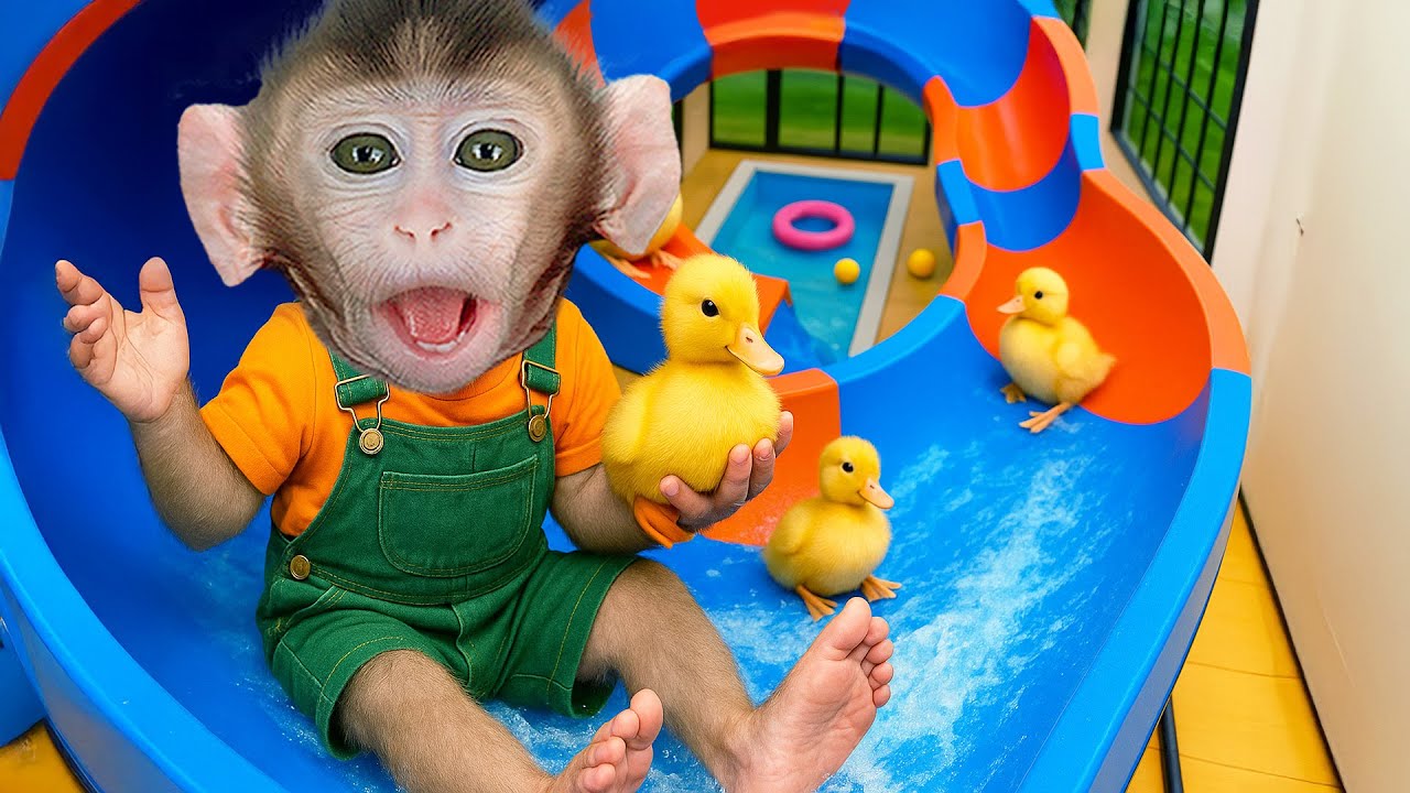 Mono CoCo lleva a los pequeños patitos al parque acuático para ...