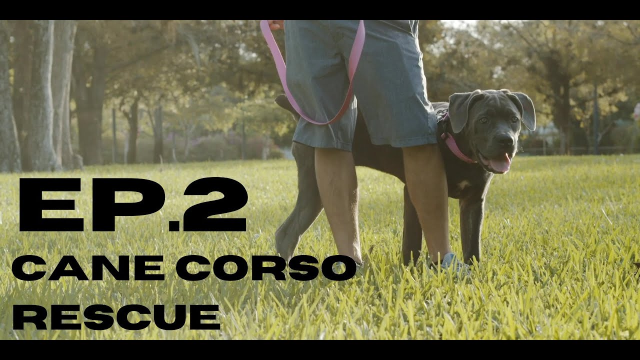 Cane Corso Rescue - EPISODE 2 - YouTube
