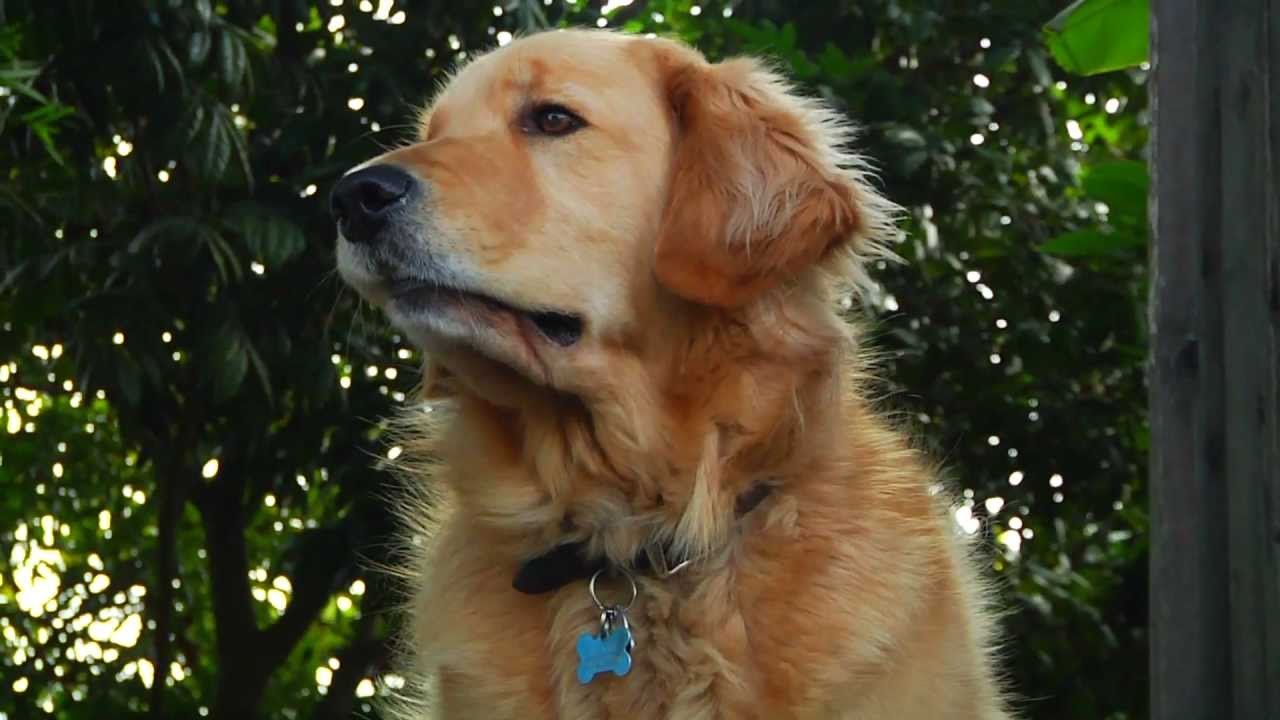 He's Probably Dead Already | Bro Dogs - YouTube