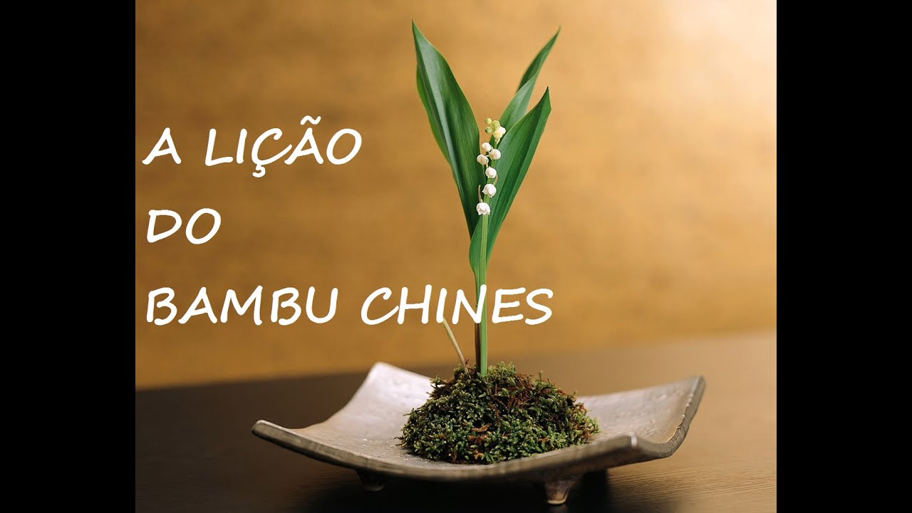 A lição do Bambu Chines - YouTube