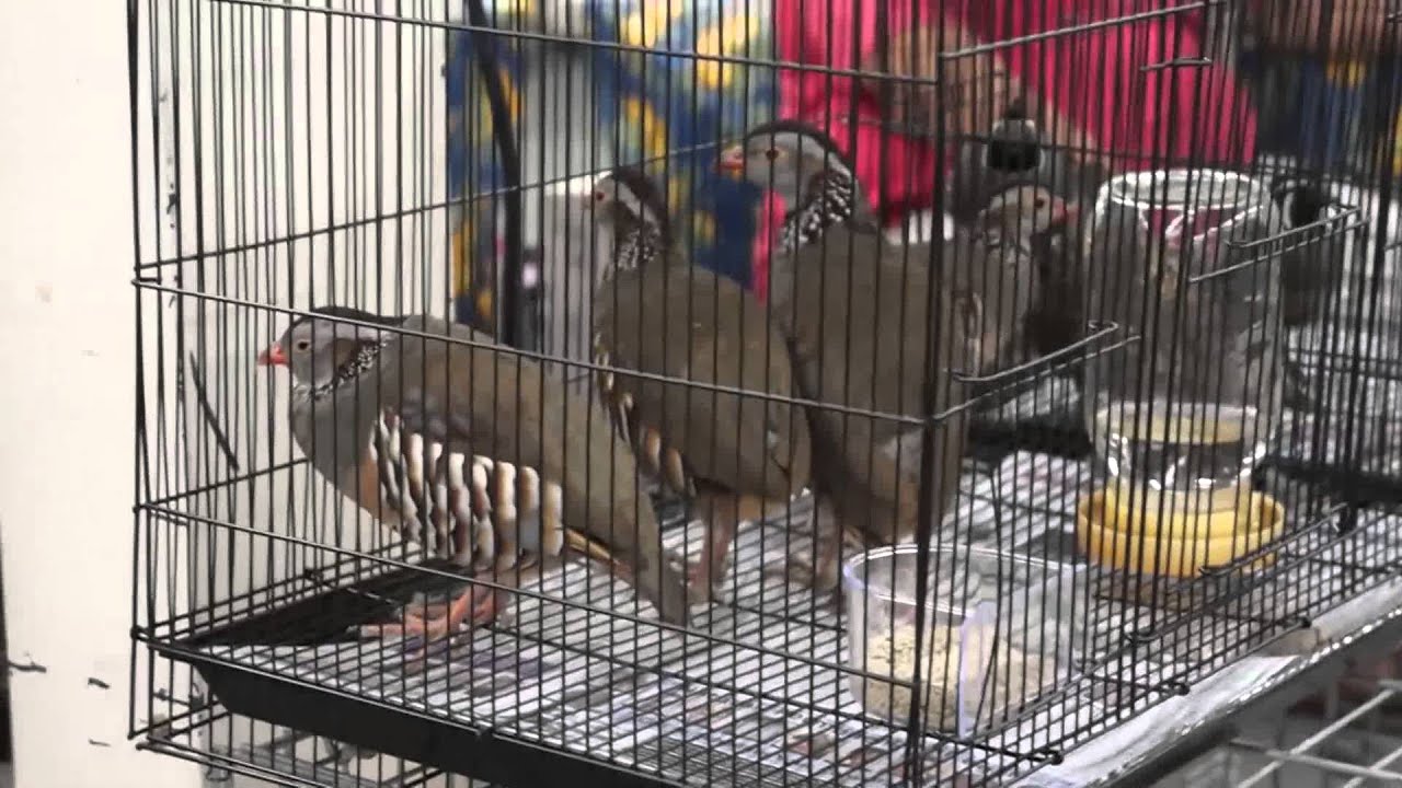 Tucson Bird Expo 2015 - YouTube