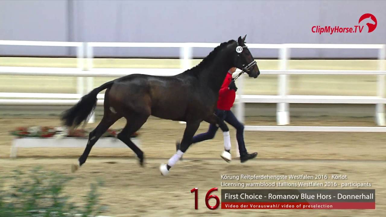 16 First Choice - Romanov Blue Hors - Donnerhall - YouTube