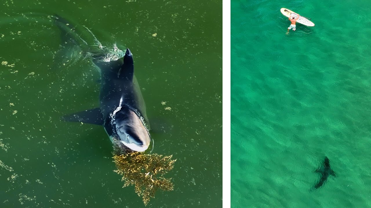 Bird Drops a Surprise on Great White Shark & More Incredible ...