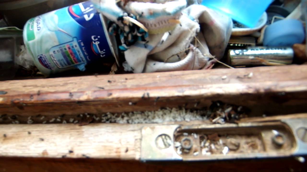 Ant Colony -- Moving their young - YouTube