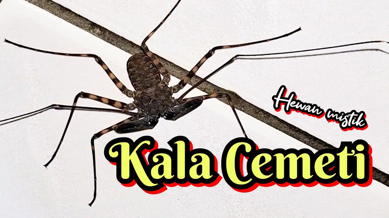 HEWAN MENYERAMKAN KALA CEMETI #kala #kalacemeti #kebunbinatang #insects ...