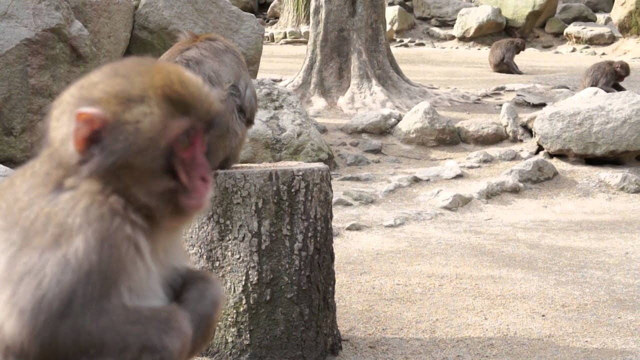 Japan Takasakiyama Monkeys Park part 4 - YouTube
