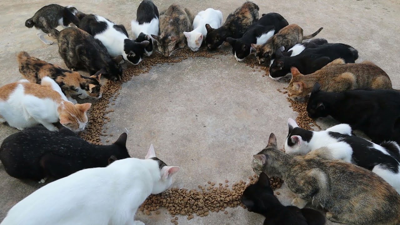 ASMR eating dry food | The Gohan Dog And Cats - YouTube