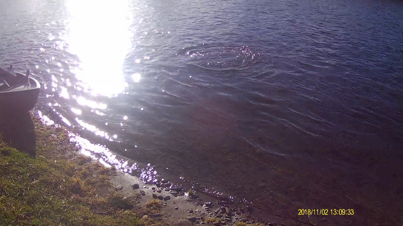12lb Junction Pool Salmon - YouTube