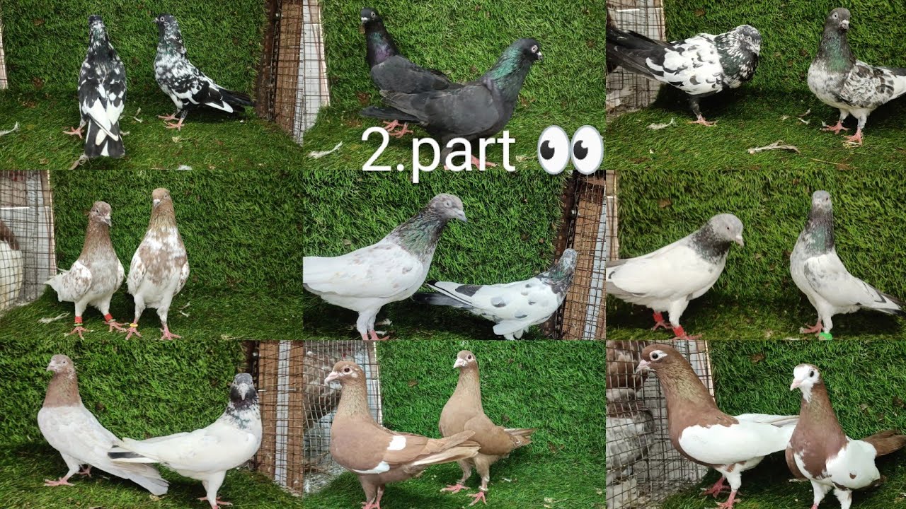 👀Nk pigeon loft || 2.part gairbaz top quality or Zarat kabutar 🕊️ ...
