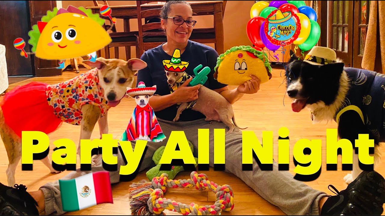 Cinco De Mayo 🇲🇽Party With LG Dogs🐕🐶 - YouTube