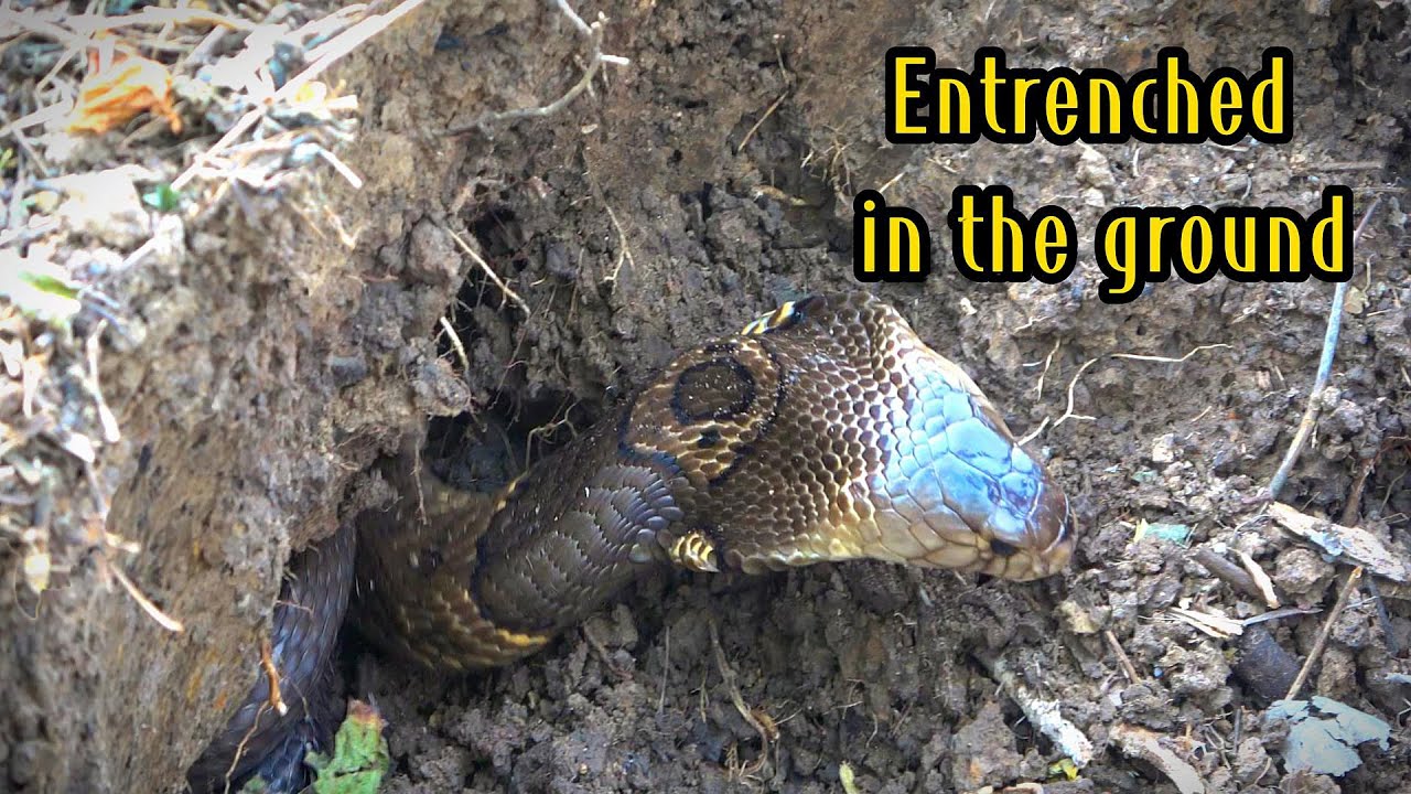 This ferocious Snake is holed up in a cave and refuses to come out ...