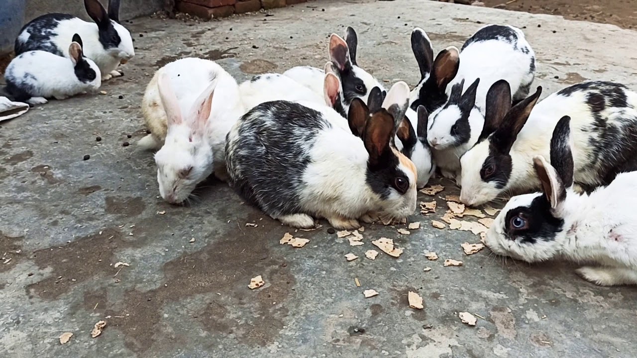 🥰🥰My cute rebit | bhut shone aa - YouTube