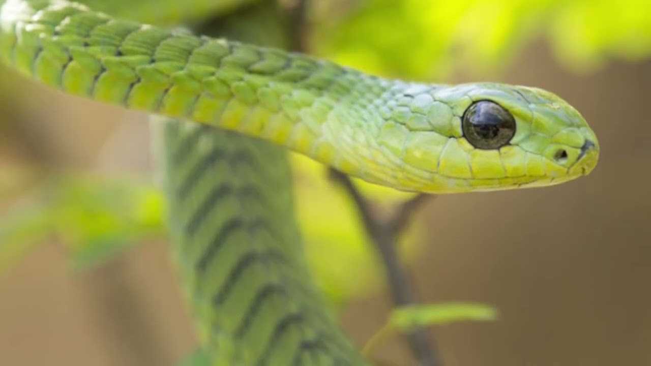 [Boomslang] How to identify the boomslang || How long does it take for ...