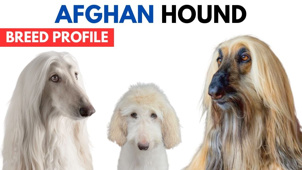 Afghan Hound Breed Profile History - Price - Traits - Afghan Hound ...