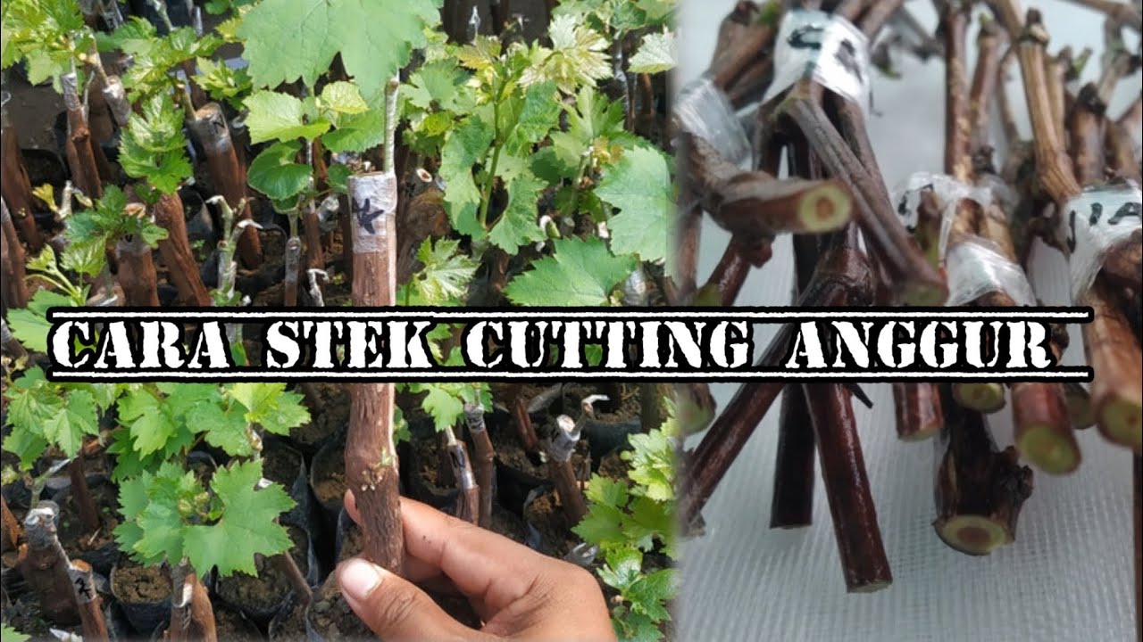 CARA STEK CUTTING ANGGUR IMPORT ANTI GAGAL - YouTube