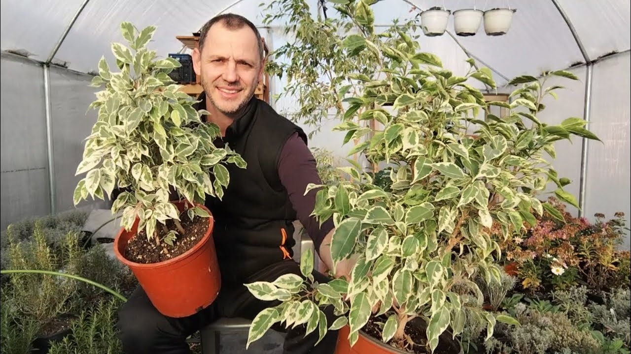 Ficus Benjamina, ingrijire si inmultire! - YouTube