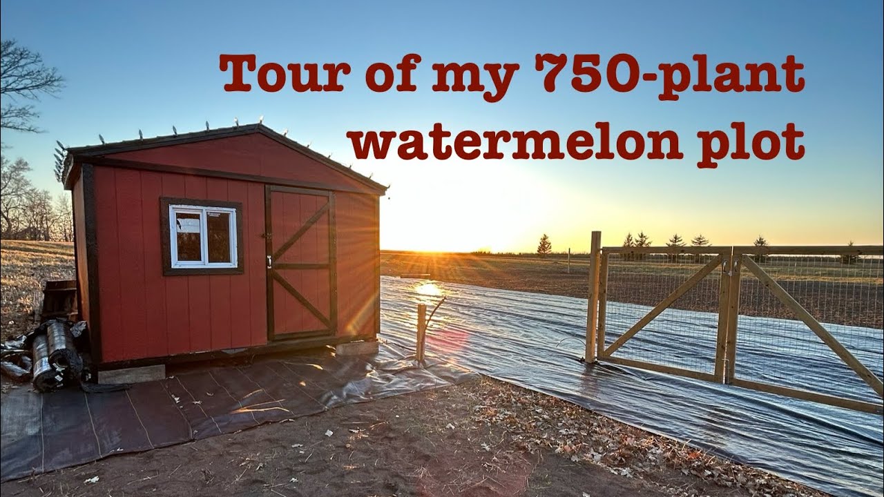 Watermelon Plot Tour!!🍉 #farming #watermelon #work #getoutside # ...