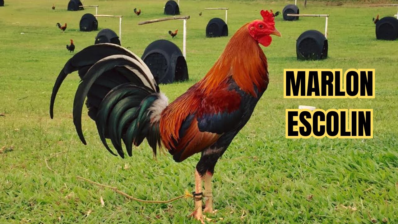 Marlon Escolin | Ian Pangilinan | IGF Poultry Expo - YouTube