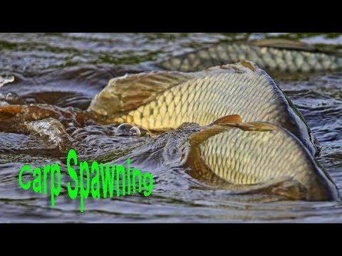 *SPAWNING CARP COMPILCATION* A Danish Fishing // Gydende Karper i ...
