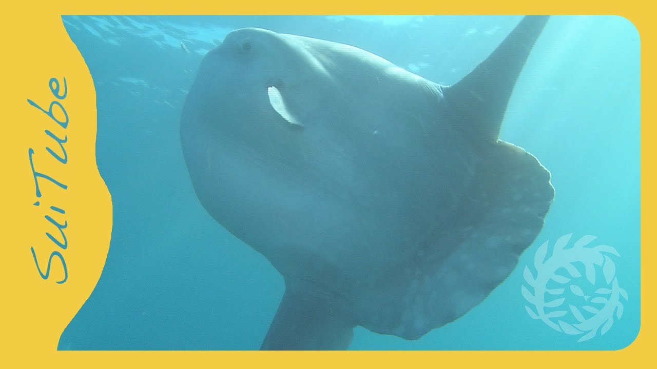 Ocean Sunfish, Japan - YouTube