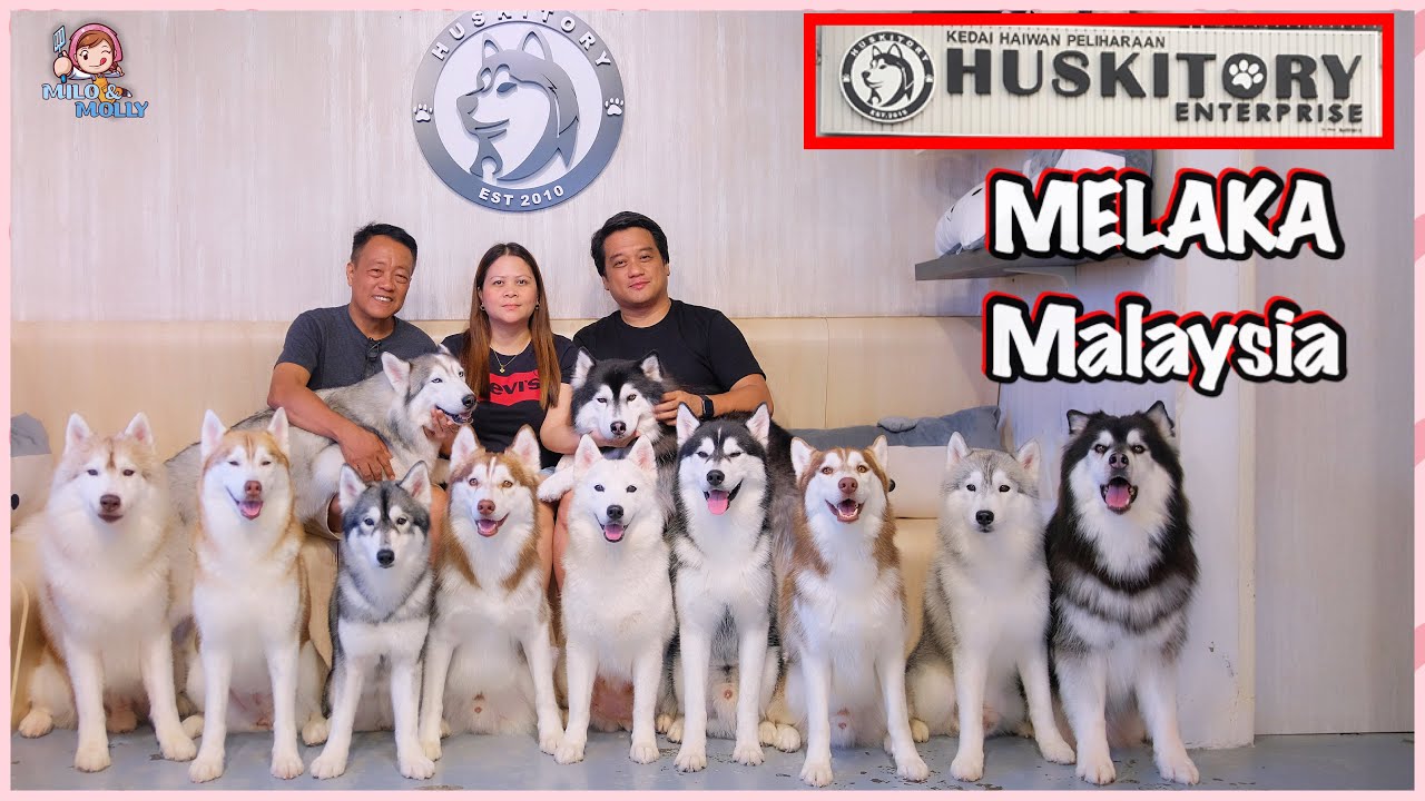 HUSKITORY at Melaka Malaysia I HUSKIES CAFE IN MALACCA MALAYSIA - YouTube