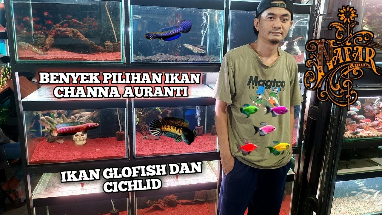 REVIEW HARGA IKAN CHANNA.CICHLID.GLOFISH MASIH BANYAK PILIHAN IKAN ...