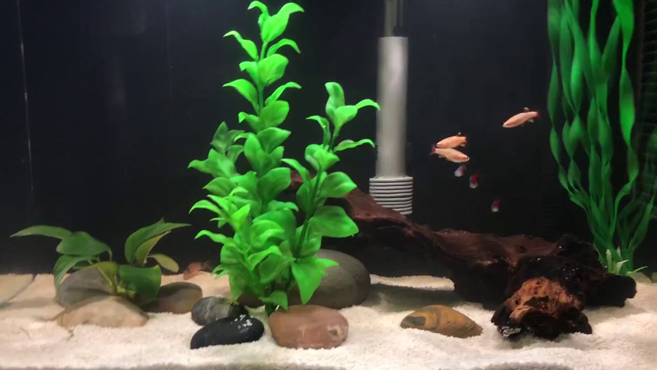 10 gallon betta fish community aquarium - YouTube